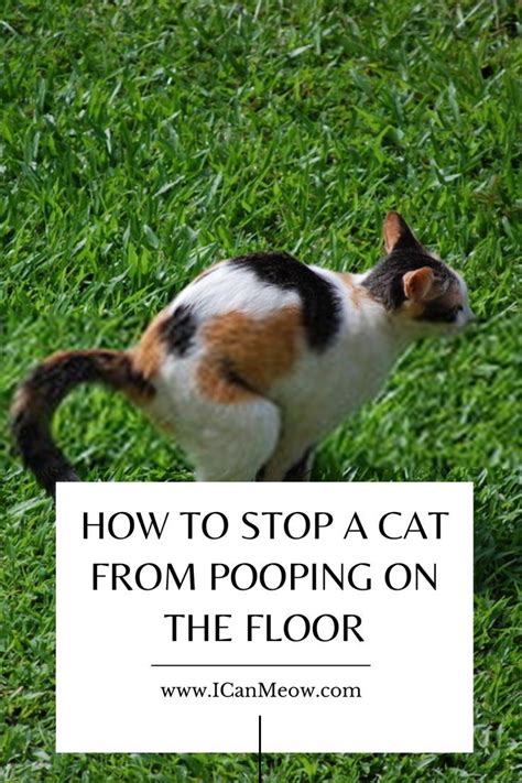 How To Stop A Cat From Pooping On The Floor How To Stop Cat From