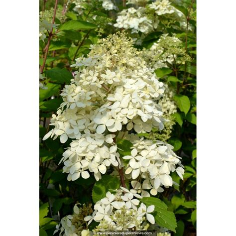 Hydrangea Grandiflora Ou Hortensia Paniculé Pépinière Du Penthièvre