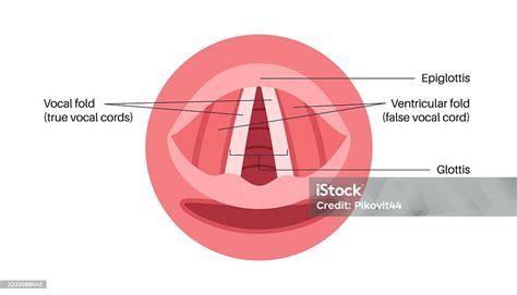 Vocal Cords Anatomy Stock Illustration Download Image Now Anatomy