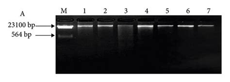 Agarose Gel Electrophoresis Of Genomic Dna Extracts And Download