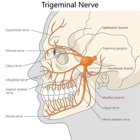 Diagram Of Trigeminal Nerve And Facial Branches Stock Vector