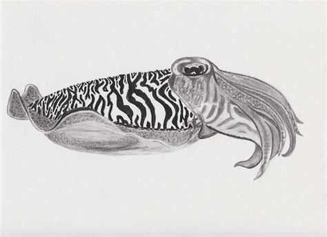 Cuttlefish Drawing At Explore Collection Of