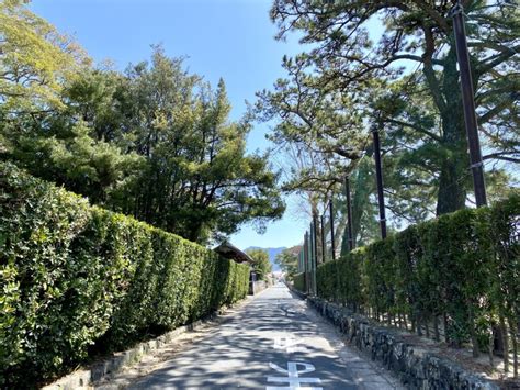 【萩城下町の桜】2時間半で山口県武家屋敷の桜と主要観光名所を散策
