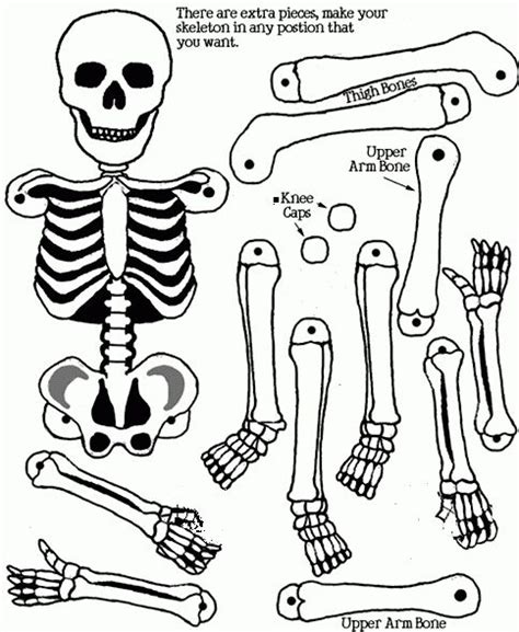 Esqueleto Humano Para Imprimir Imagui