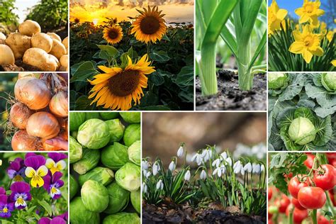 Examples Of Flower Vegetables Gardening In Containers Combining