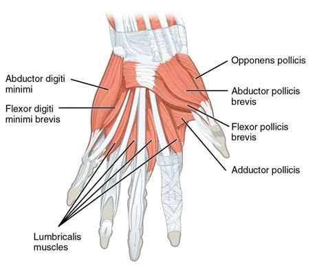 Pictures Of Abductor Pollicis Brevis