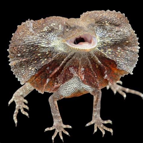 Pure Australian Frilled Dragon Frilled Lizard By Ehts Pets