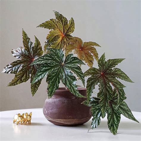 A Guide To Indoor Begonia Plants Types And Varieties Houseplant Alley