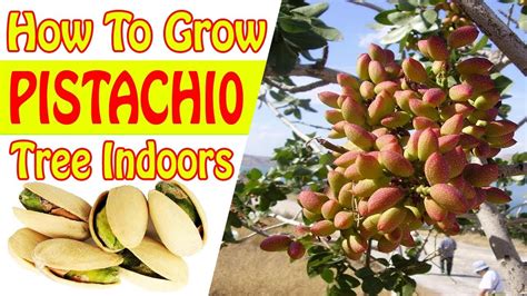 Pistachio Growing Areas In India At David Ayala Blog