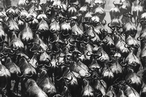 Mass Migration Beverly Joubert Fine Art Photography