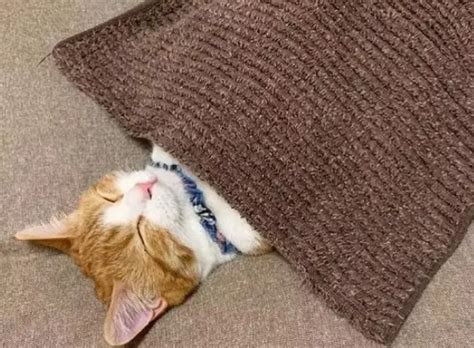 小橘猫躺着睡觉，跟个小孩子似的，主人给小橘猫盖被子宠界新闻