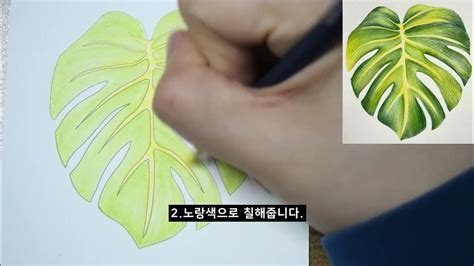 전작가 보타니컬아트 몬스테라 그리기 세르지오 수채색연필 12색 Youtube
