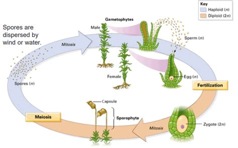 Plant Reproduction Diagram
