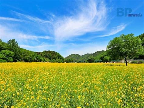 봄날의 풍경 미쳤다 유채꽃이 ‘무료로 덮는 초대형 꽃밭 여행탐구
