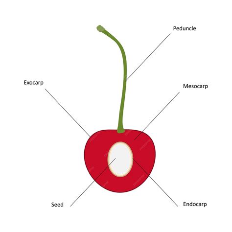 Premium Vector Drupe Fruit Diagram Cherry Drupe