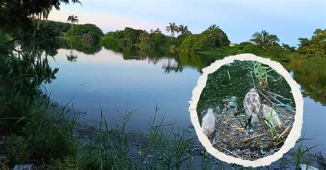 Reportan Nueva Mortandad De Peces En La Laguna De Puente Moreno