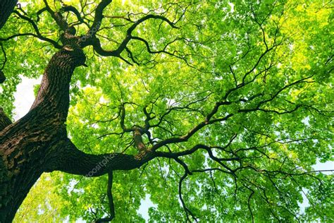 Mighty Tree With Green Leaves Stock Photo By SergeyIT 10580418