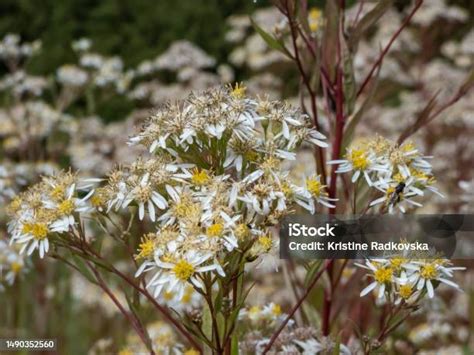 Aster Putih Datar Di Atasnya Berbunga Dengan Kelompok Aster Putih Berbintang Di Atasnya Yang