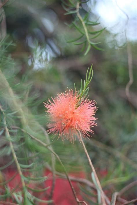 แปรงล้างขวด Callistemon Lanceolatus Dc