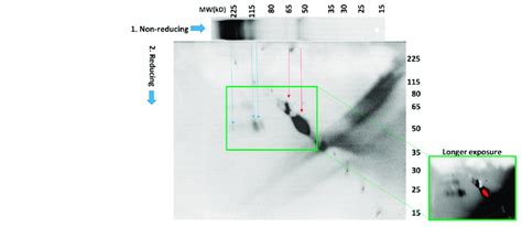 2 D Sds Page Analysis Under Both Non Reducing And Reducing Conditions Download Scientific