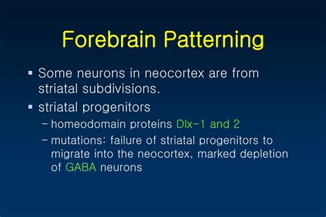 Ppt The Induction And Patterning Of The Nervous System Powerpoint