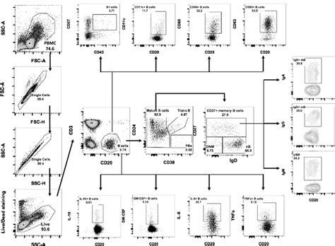 b cell flow cytometry immunophenotyping gating strategy pbmc were