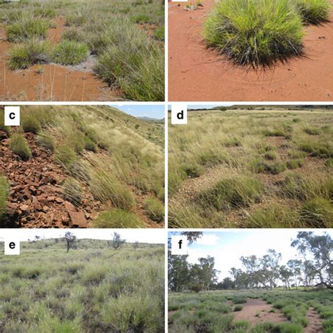 Buffel Grass Projected Cover Yellow As Estimated In The Field And On