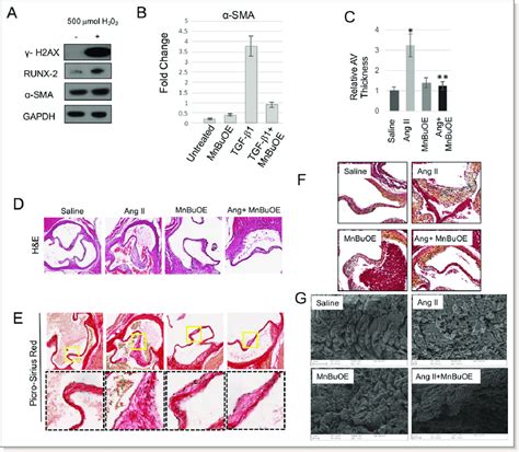 A Western Blot Showing The Expression Of H2ax Runx2 And Sma Smooth