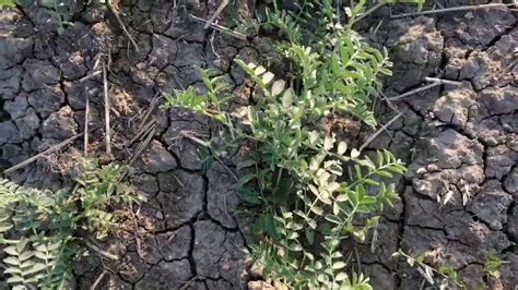 Weeddetection12 Object Detection Dataset By Melisa