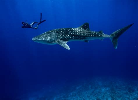 Chasing Sharks A Dive Into Whale Shark Tourism In The Maldives — Raw