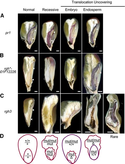 Figure 1 From Maize Rough Endosperm3 Encodes An Rna Splicing Factor Required For Endosperm Cell