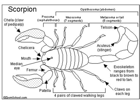 Scorpion Animal Science Classroom Freebies