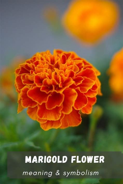 Marigold Flower Meaning And Symbolism Simplybeyondherbs