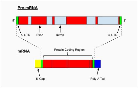 Scientists Found Alien Code Embedded In Human DNA Evidence Of Ancient Alien Engineering