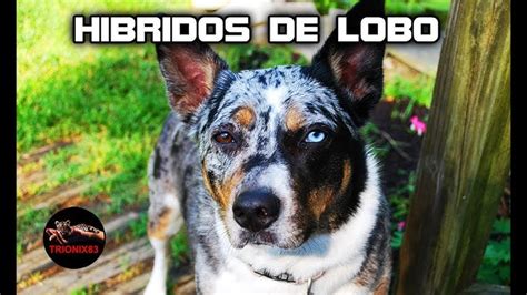 Híbrido De Lobo Adulto Lobo Híbrida 2023 Camioneta Pickup Hev