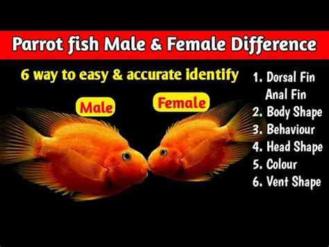 Red Parrot Fish Female Red Parrot Fish Female