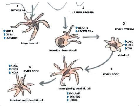 Types Of Dendritic Cells Abbreviations Mhc Major Download