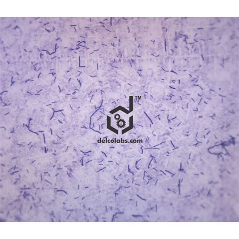 Bacillus Subtilis Gram Positive Prepared Microscope Slide 75x25mm