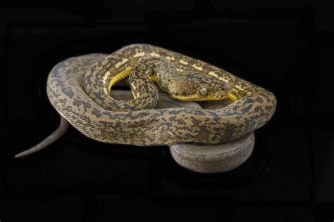 Timor Python