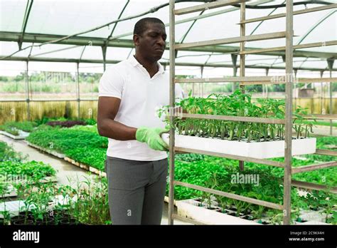 Positive African American Male Worker Stacking Crates With Seedlings In Plant Nursery Stock