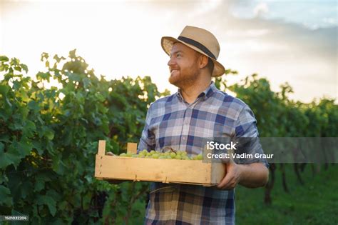 모자를 쓴 농부 노동자 남자가 손에 포도로 가득 찬 상자를 들고 서 있다 배경 큰 포도입니다 30 34세에 대한 스톡 사진 및