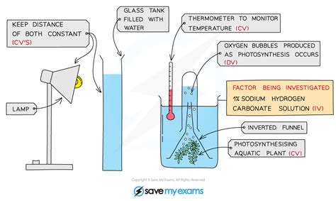 Investigating The Rate Of Photosynthesis Igcse Biology