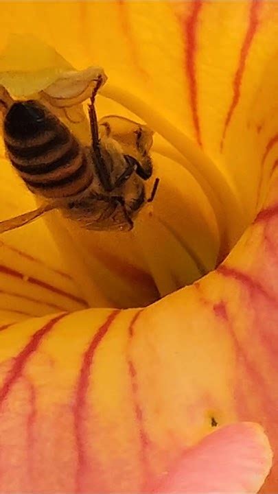 꿀벌 땡볕에도 일한다 능소화의 거리 Youtube