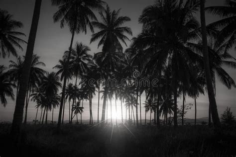 Imagem Preto E Branco De Palmeiras Do Coco Da Silhueta Na Praia Foto De Stock Imagem De Urbano