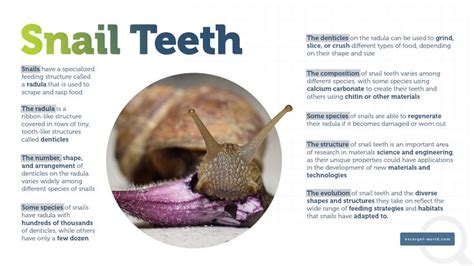 Do Slugs Have Teeth