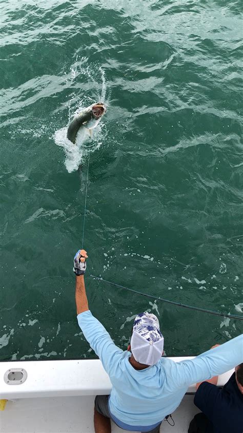 A Tarpon Primer — Know Before You Go The Anna Maria Islander