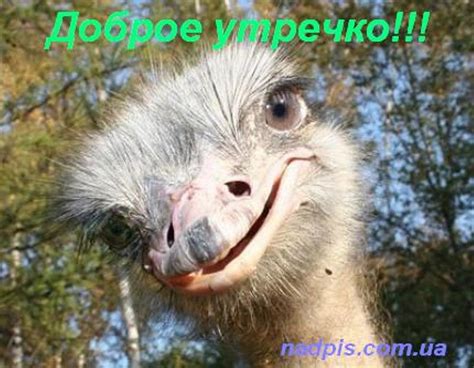 Доброе утро Картинки с надписями прикольные картинки с надписями для контакта от Любаши Part 8