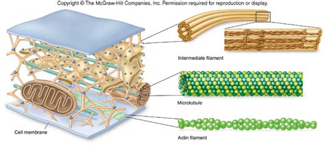 Cytoskeleton