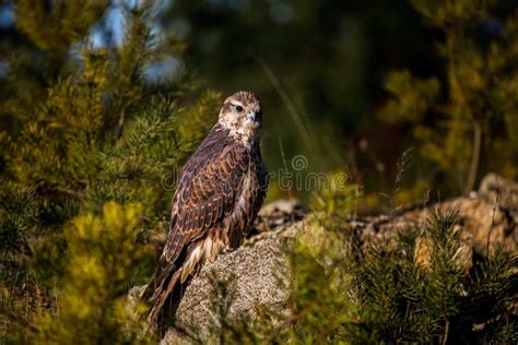Portrait Of Falcon Hunting Saker Falcon Falco Cherrug Perched On