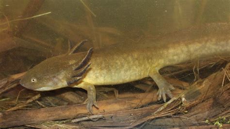 Eastern Tiger Salamander Ambystoma Tigrinum Amphibians And Reptiles